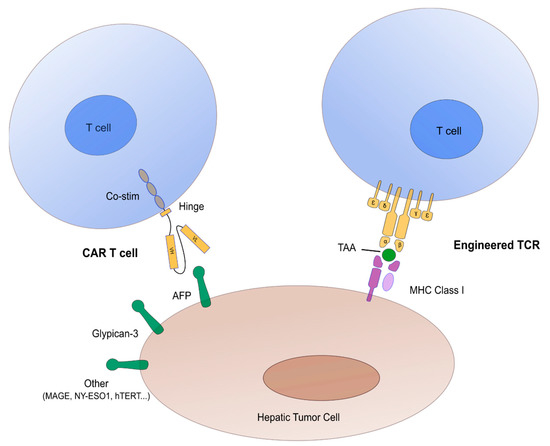Adoptive Cell Therapy in Hepatocellular Carcinoma: Biological Rationale ...
