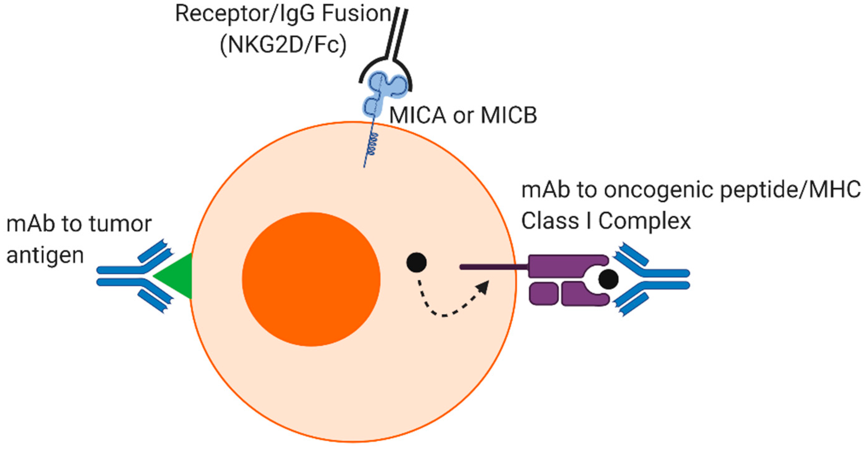 Engineering Anti-Tumor Monoclonal Antibodies and Fc Receptors to Enhance ADCC by Human NK Cells
