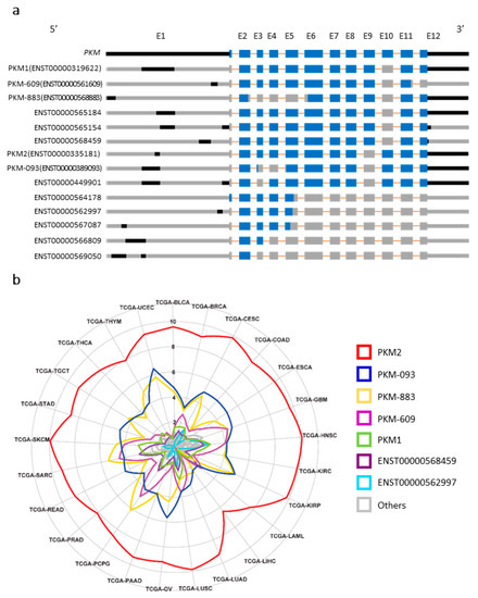 Discovery of Functional Alternatively Spliced PKM Transcripts in Human ...