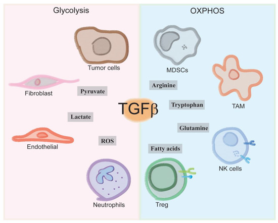 TGF-β in Cancer: Metabolic Driver of the Tolerogenic Crosstalk in the ...