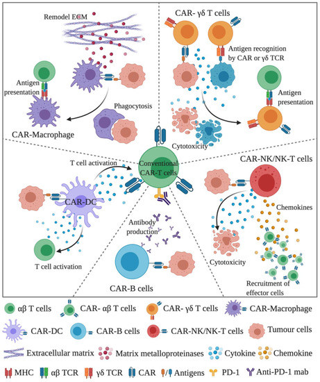 Chimeric Antigen Receptor beyond CAR-T Cells