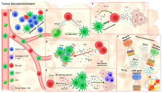 Cancers Free Full Text Dendritic Cells Behind The Scenes Of T Cell