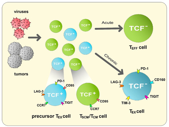 The Potential of T Cell Factor 1 in Sustaining CD8+ T Lymphocyte ...