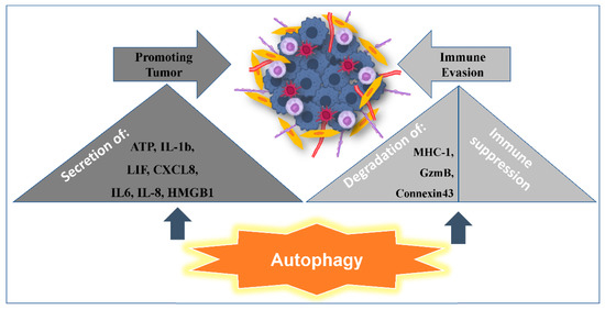 Role of Hypoxia-Mediated Autophagy in Tumor Cell Death and Survival