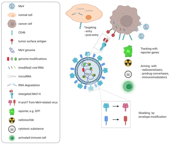 Measles Virus as an Oncolytic Immunotherapy
