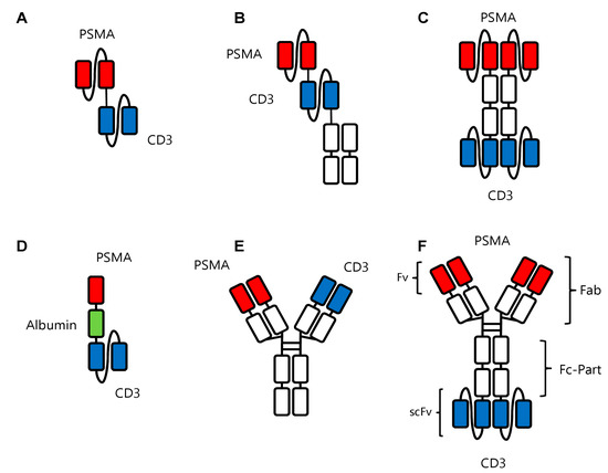 Bispecific Antibodies in Prostate Cancer Therapy: Current Status and ...