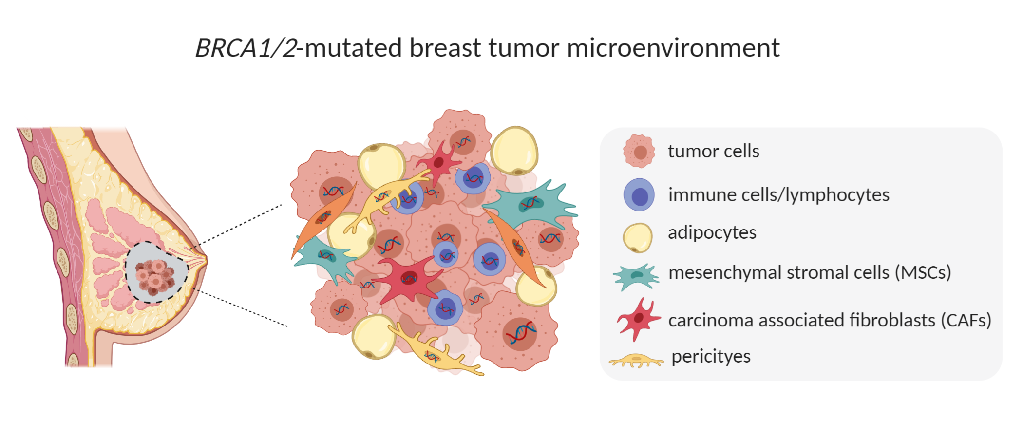 Cancers | Free Full-Text | The Role of BRCA1/2-Mutated Tumor ...