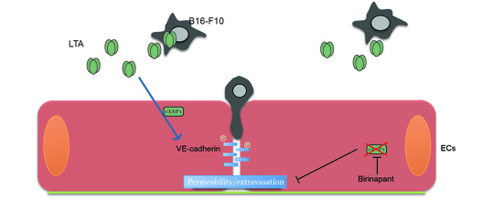 Cancers | Free Full-Text | Loss of cIAP1 in Endothelial Cells Limits ...
