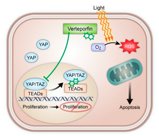 Photodynamic Therapy Using Hippo Pathway Inhibitor Verteporfin: A ...