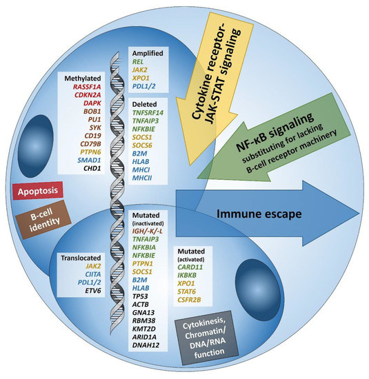 Cancers | Free Full-Text | Genomic Landscape of Hodgkin Lymphoma