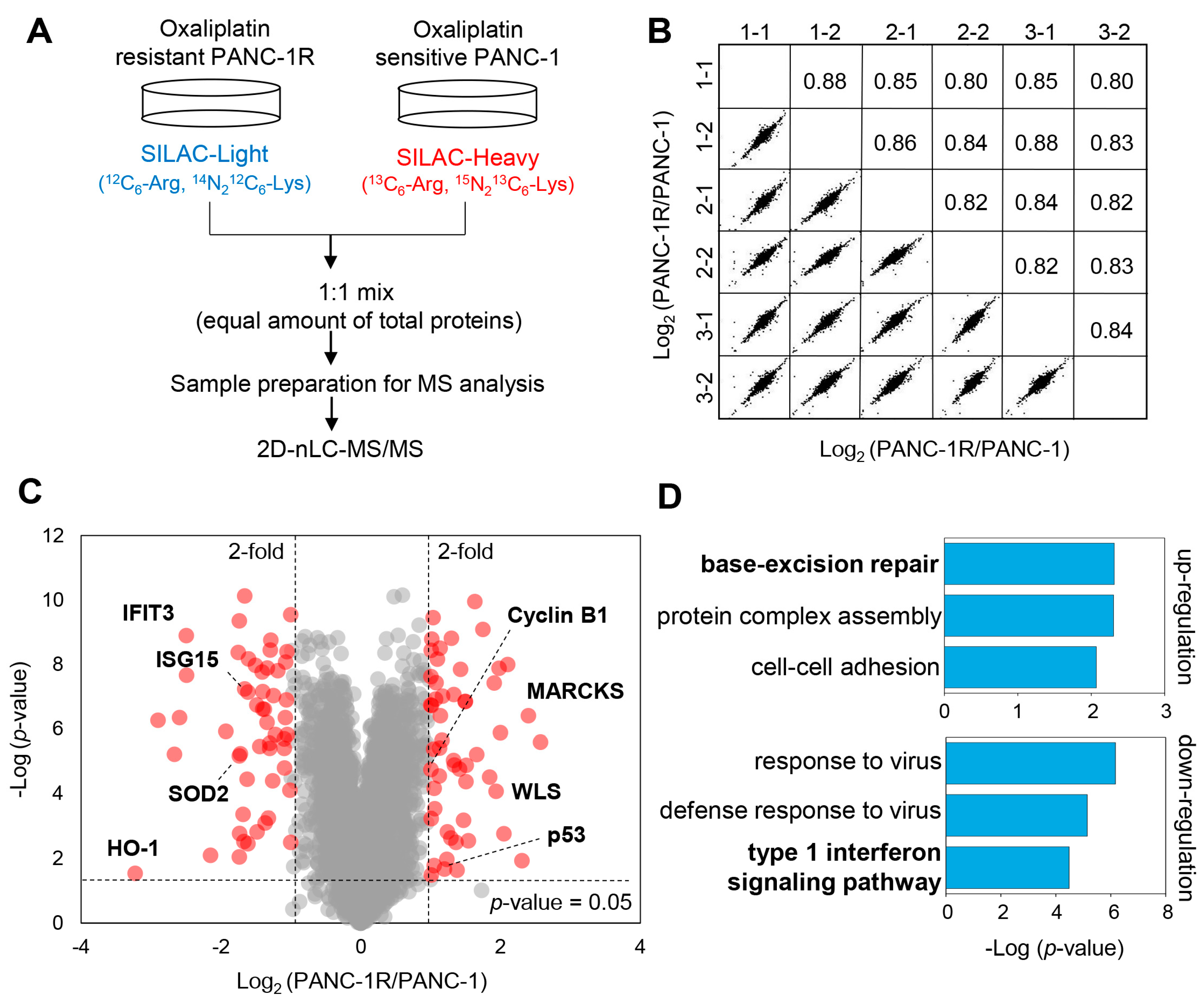 Cancers Free Full Text Silac Based Quantitative Proteomic Analysis