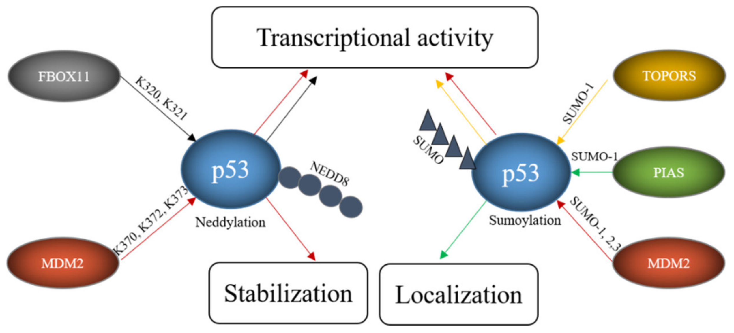 Regulation of p53 by E3s