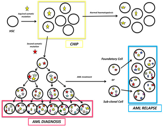 Descriptive and Functional Genomics in Acute Myeloid Leukemia (AML ...