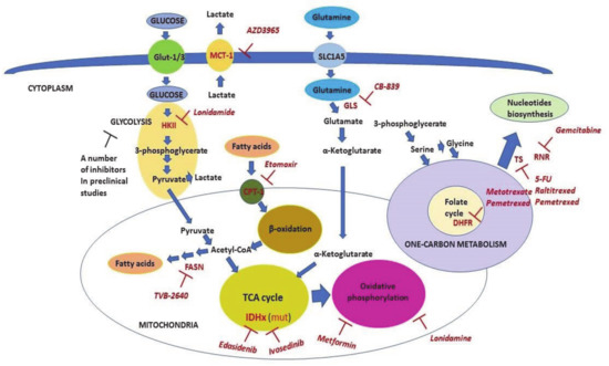 Linking Metabolic Reprogramming, Plasticity and Tumor Progression