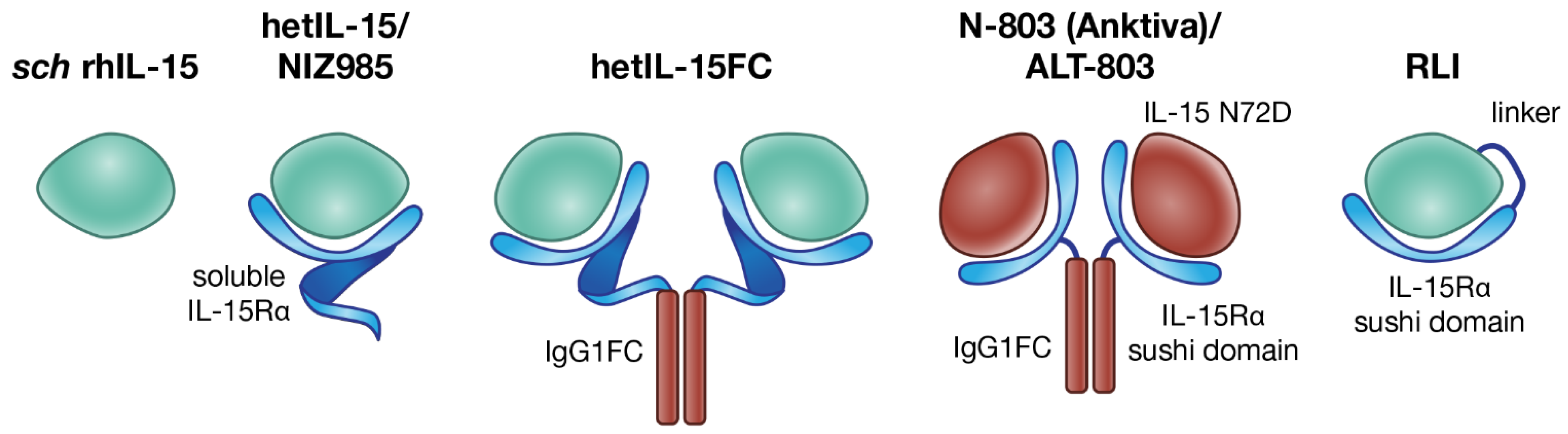 Heterodimeric IL-15 in Cancer Immunotherapy