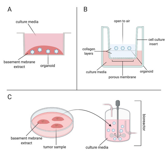 Cancers | Free Full-Text | Organoid and Spheroid Tumor Models ...