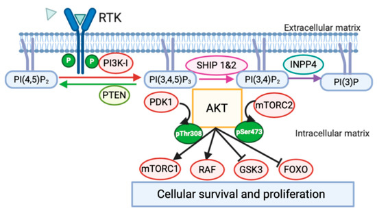 Targeting SHIP1 and SHIP2 in Cancer