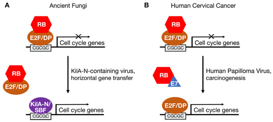 Direct Regulation of DNA Repair by E2F and RB in Mammals and Plants ...