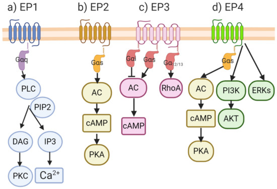 Prostaglandin E2 Receptor 4 (EP4) as a Therapeutic Target to Impede ...