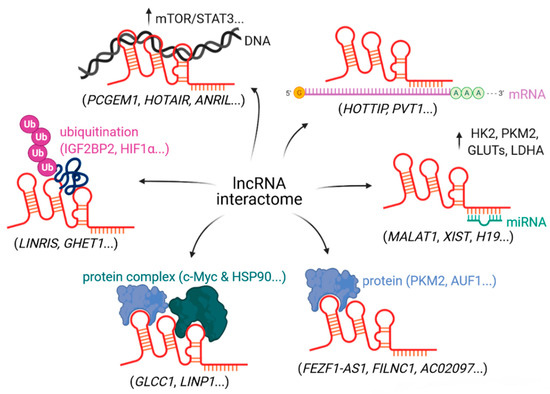 Involvement of Long Non-Coding RNAs in Glucose Metabolism in Cancer