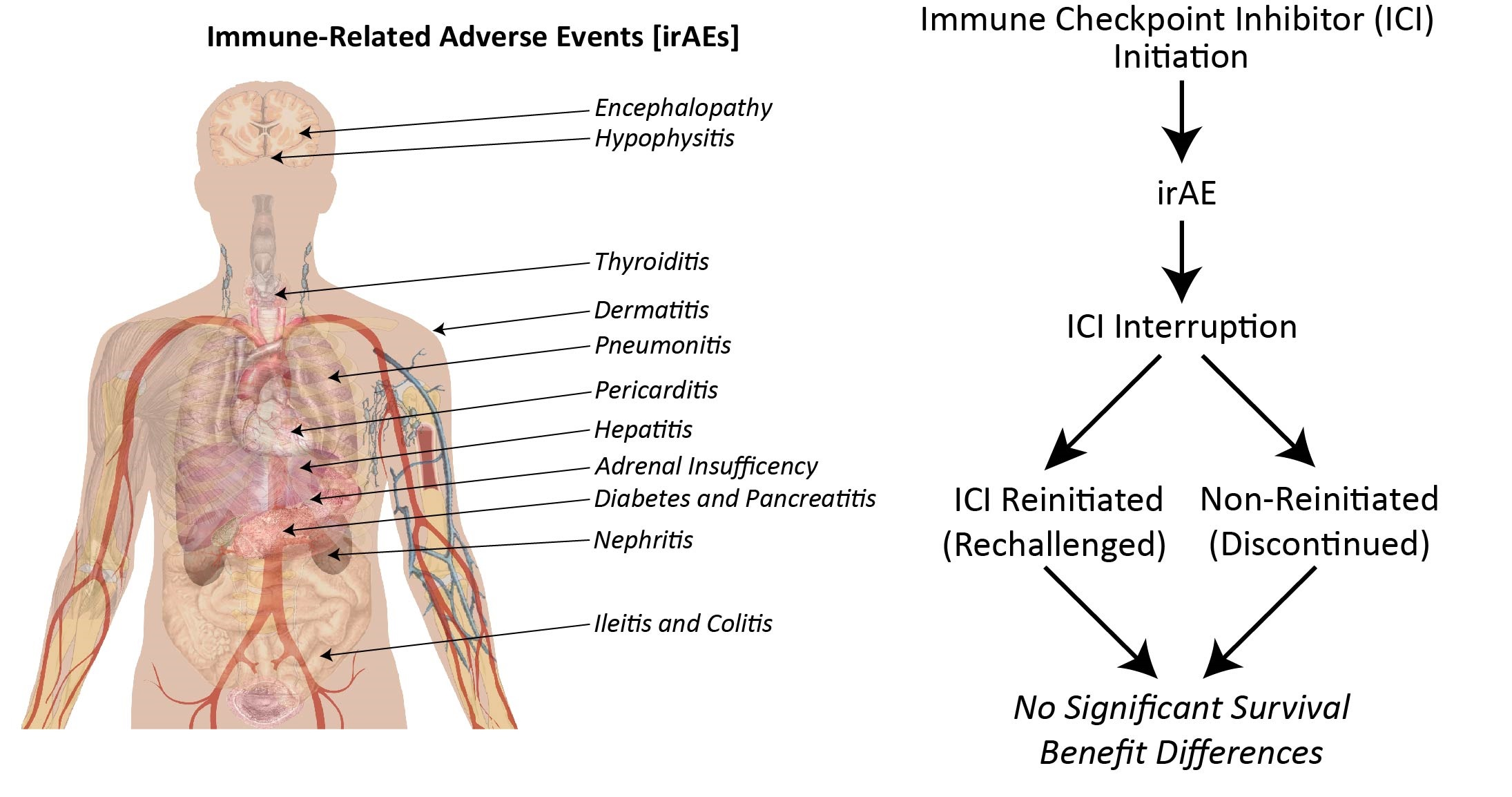Cancers | Free Full-Text | Immune-Related Adverse Events (irAE) in Cancer Immune Checkpoint ...