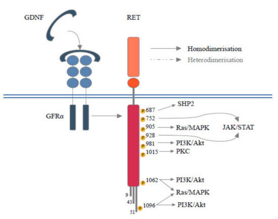Chasing the Target: New Phenomena of Resistance to Novel Selective RET ...