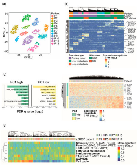 Functional States in Tumor-Initiating Cell Differentiation in Human ...