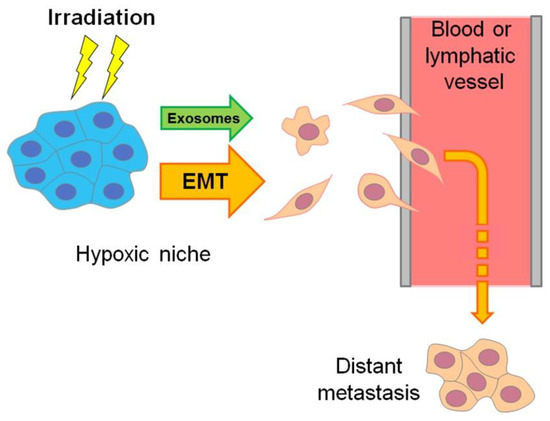 Hypoxia-Induced Cancer Cell Responses Driving Radioresistance of ...