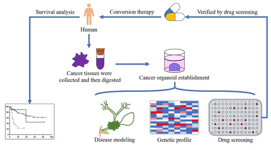 Cancers | Free Full-Text | Conversion Therapy of Intrahepatic ...