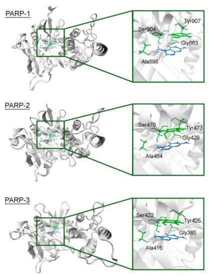 Bioinformatic Analysis of the Nicotinamide Binding Site in Poly(ADP ...