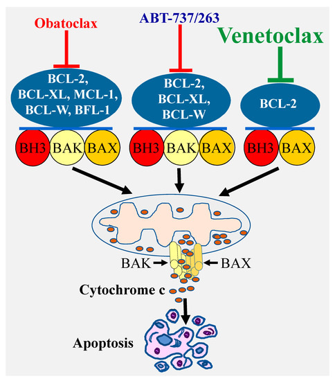Targeting BCL-2 in Cancer: Advances, Challenges, and Perspectives