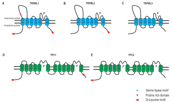 Lysosomal Calcium Channels in Autophagy and Cancer