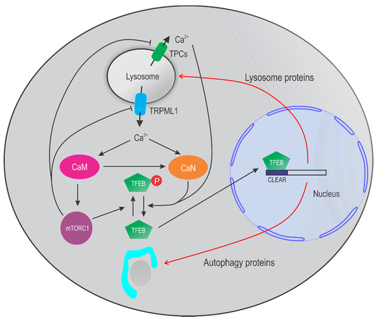 Lysosomal Calcium Channels in Autophagy and Cancer