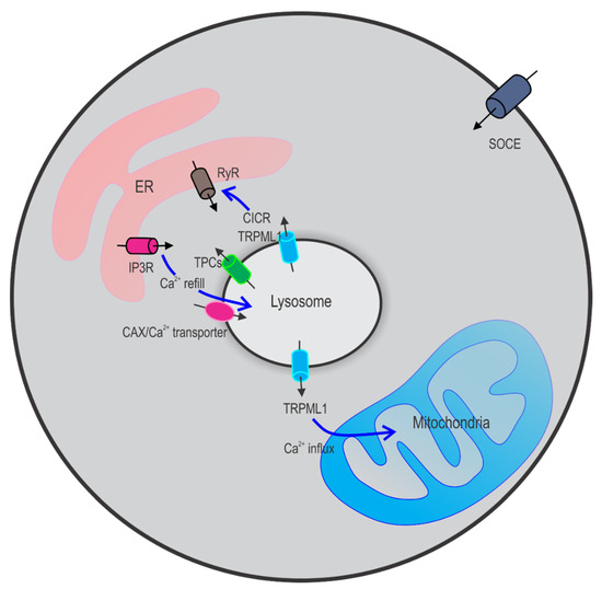 Lysosomal Calcium Channels in Autophagy and Cancer