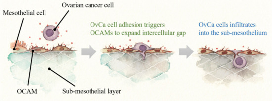Ovarian Cancer-Associated Mesothelial Cells: Transdifferentiation to Minions of Cancer and ...