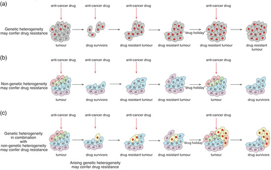 Genetic and Non-Genetic Mechanisms Underlying Cancer Evolution