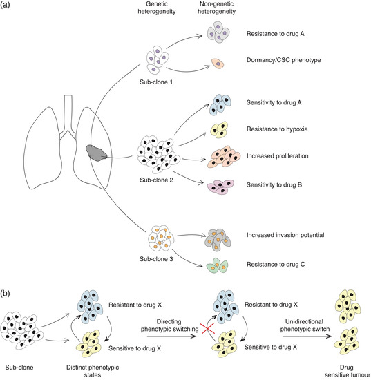 Genetic and Non-Genetic Mechanisms Underlying Cancer Evolution