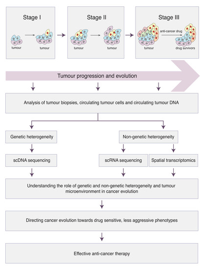 Genetic and Non-Genetic Mechanisms Underlying Cancer Evolution