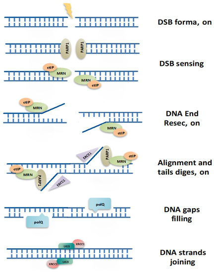 Alternative Non-Homologous End-Joining: Error-Prone DNA Repair as ...