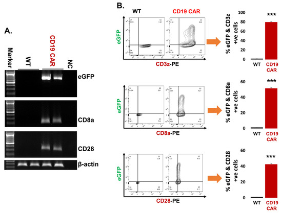 CD19 Chimeric Antigen Receptor-Exosome Targets CD19 Positive B-lineage ...