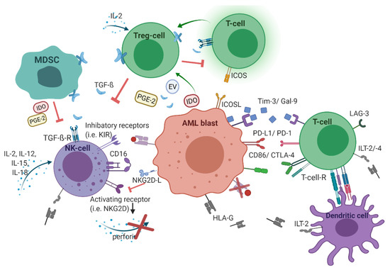 Redirecting the Immune Microenvironment in Acute Myeloid Leukemia