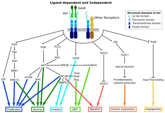 Cancers Free Full Text The Role Of The Receptor Tyrosine Kinase Axl