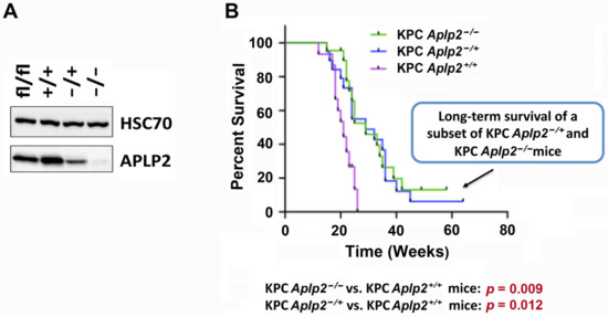Amyloid Precursor-like Protein 2 Expression Increases during Pancreatic ...