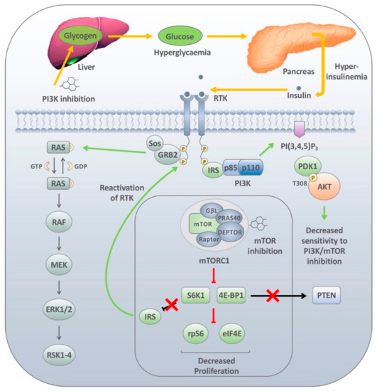 Mechanisms of Resistance to PI3K Inhibitors in Cancer: Adaptive ...