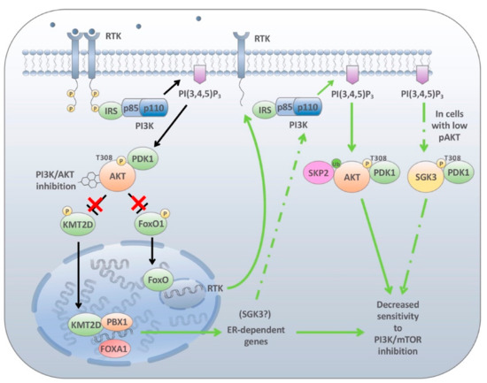 Mechanisms of Resistance to PI3K Inhibitors in Cancer: Adaptive ...