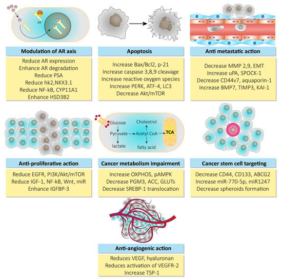 Quercetin and Its Nano-Scale Delivery Systems in Prostate Cancer ...