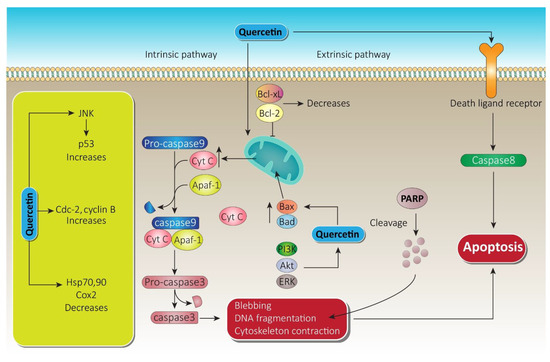 Quercetin and Its Nano-Scale Delivery Systems in Prostate Cancer ...