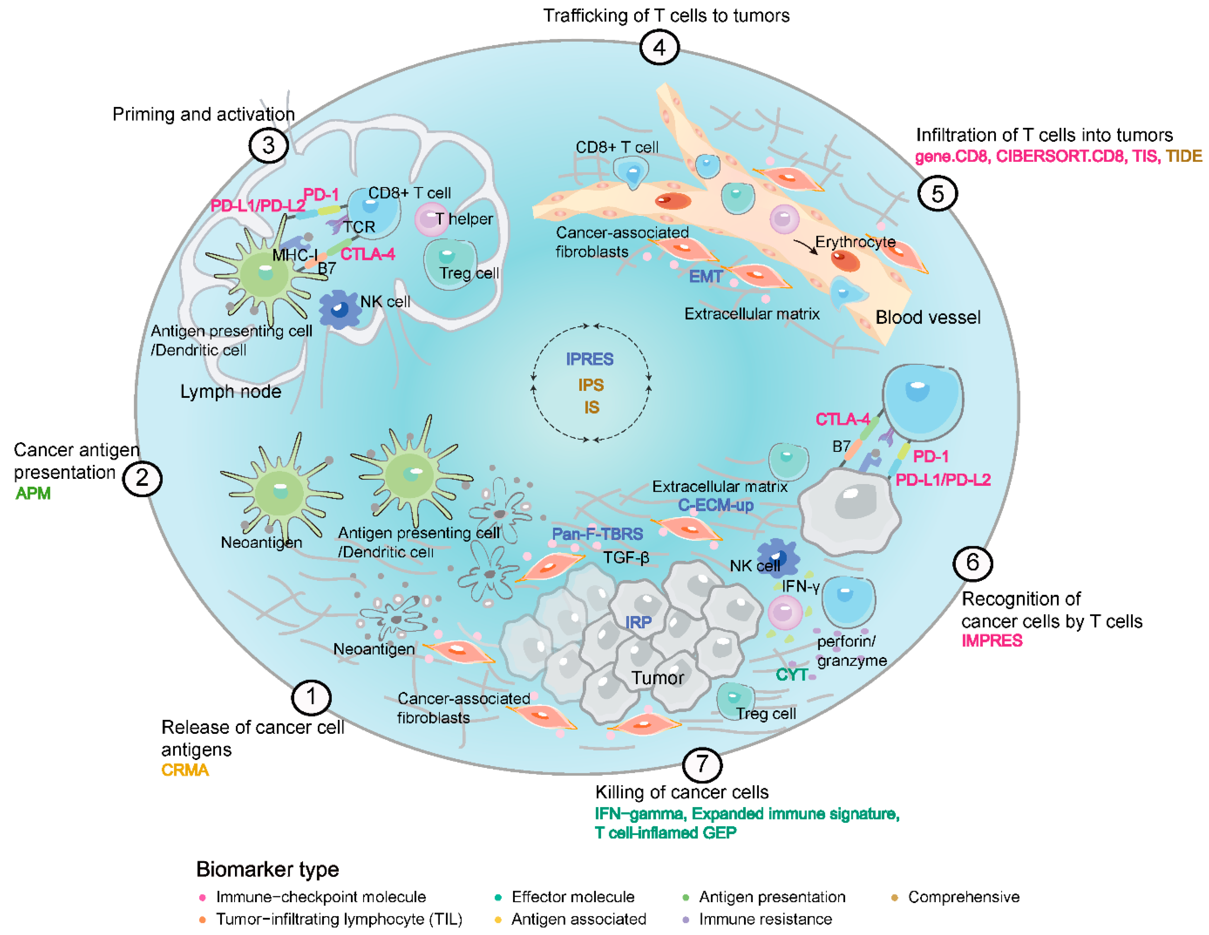 Cancers | Free Full-Text | Systematic Assessment of Transcriptomic ...