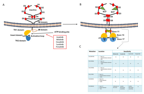 RTK Inhibitors in Melanoma: From Bench to Bedside