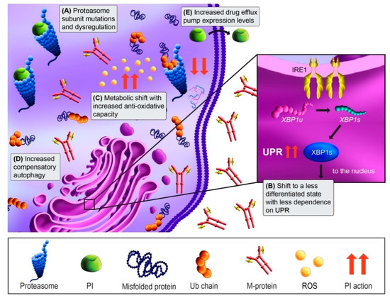 Emerging Therapeutic Strategies to Overcome Drug Resistance in Multiple ...